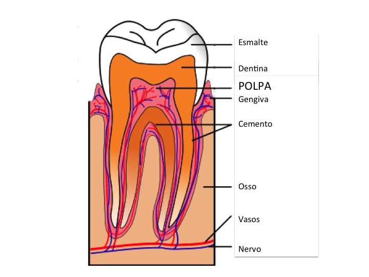 Pulpite: Como Tratar Inflamação da Polpa Dentária?