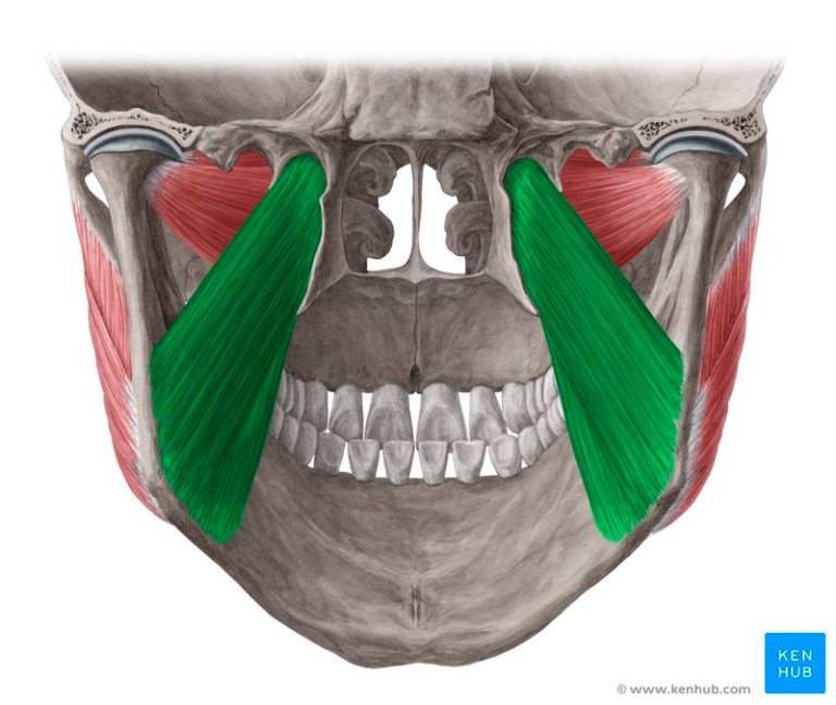 Músculos da Face: Entenda as Funções na Anatomia