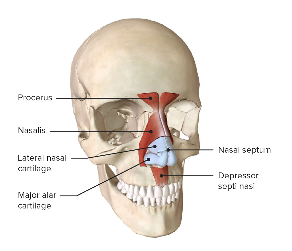 Músculos Da Face Anatomia Músculos Da Expressão Facial Parte 2