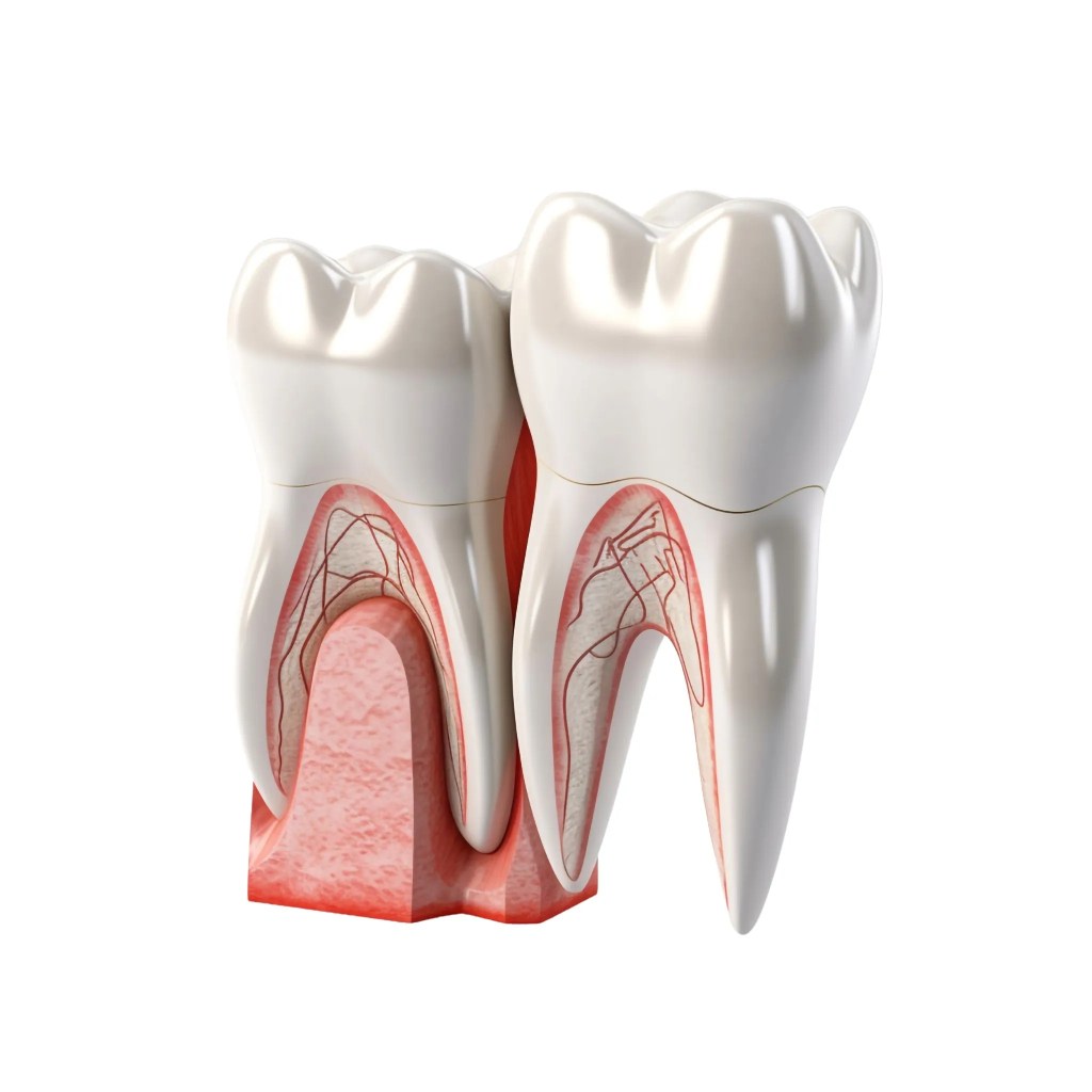 Nome dos Dentes: 5 Tipos e suas Funções!